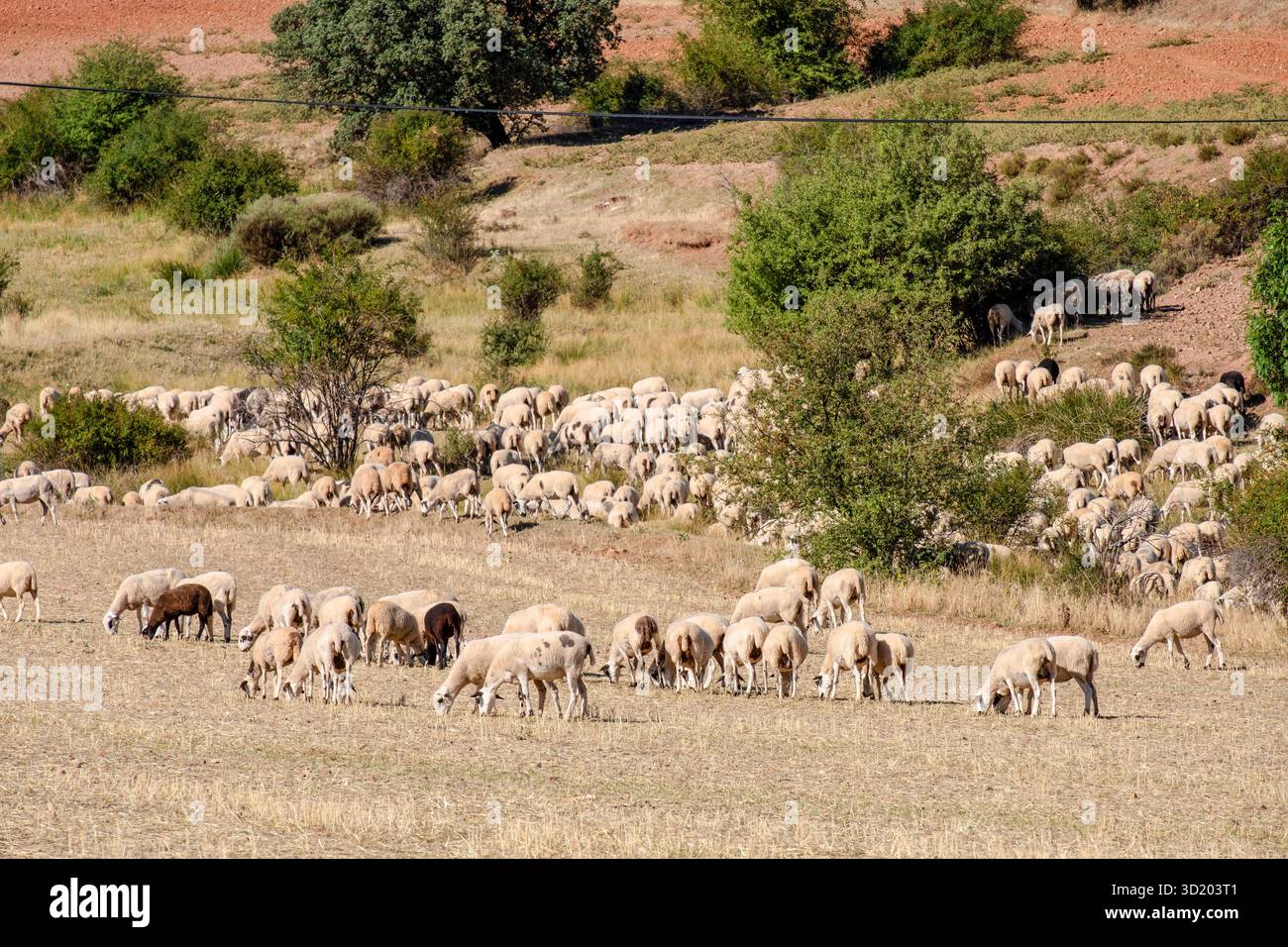 Transhumant spanish hi-res stock photography and images - Alamy