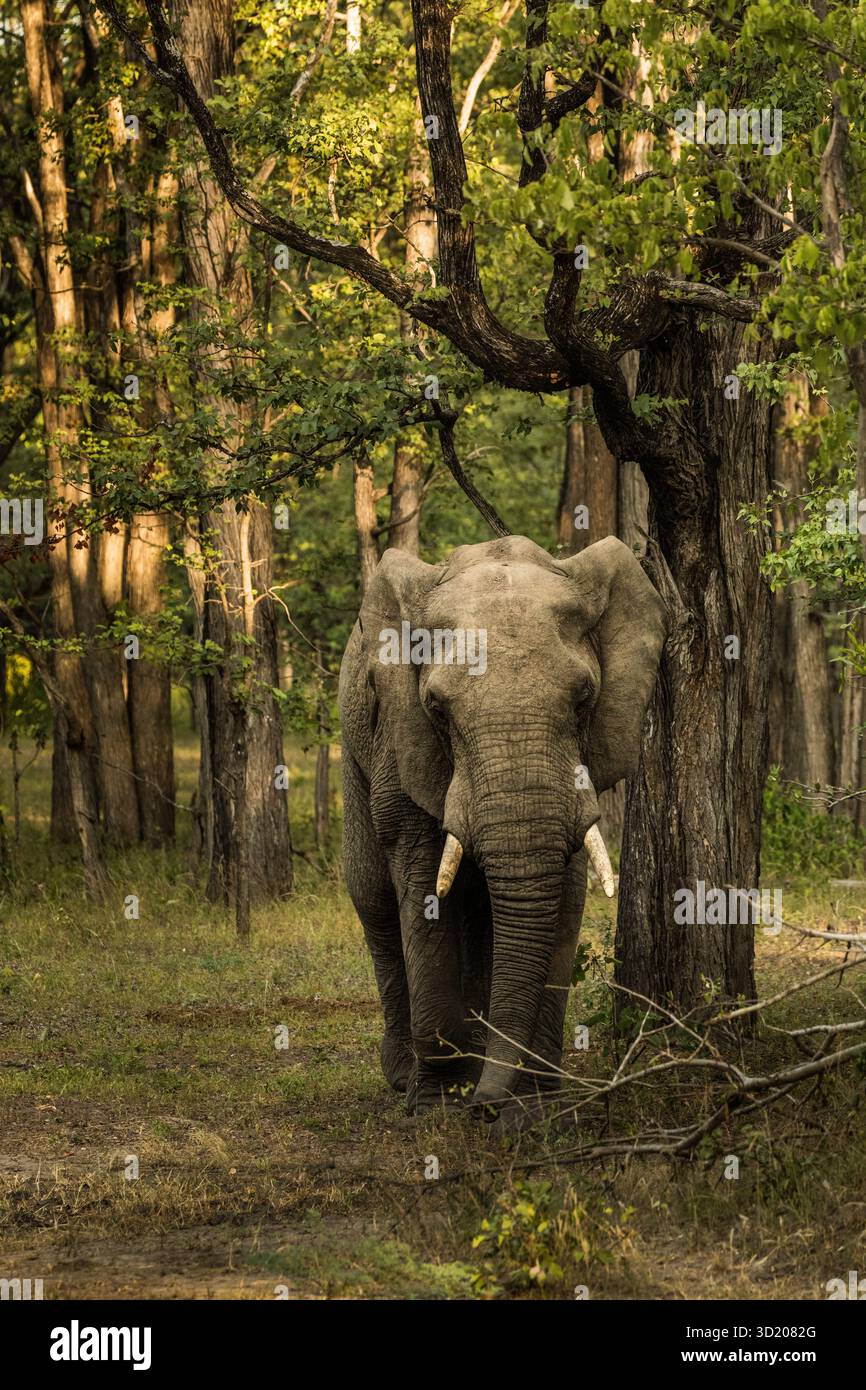 Majestic elephant in wild hi-res stock photography and images - Alamy
