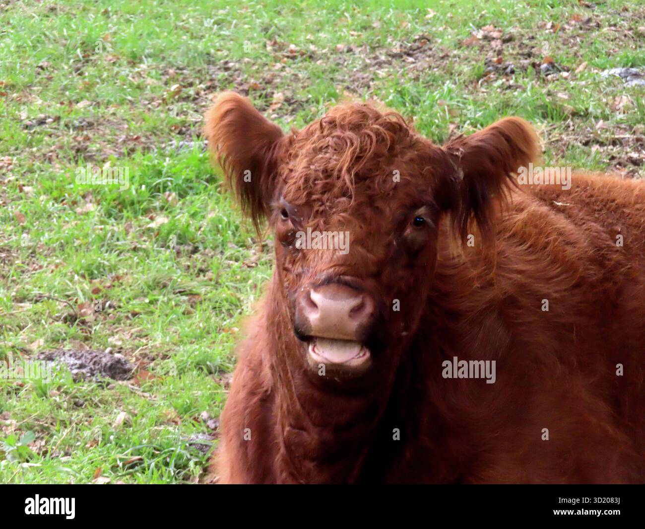 wer ist die Schoenste im Galloway Land- Paula mit den Plueschohren ...