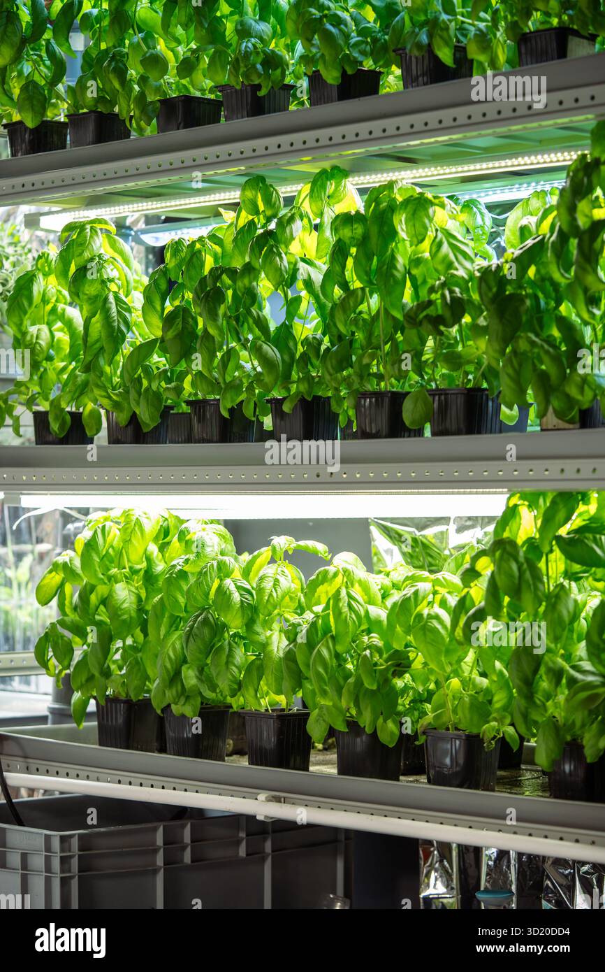 Phyto licht hi-res stock photography and images - Alamy
