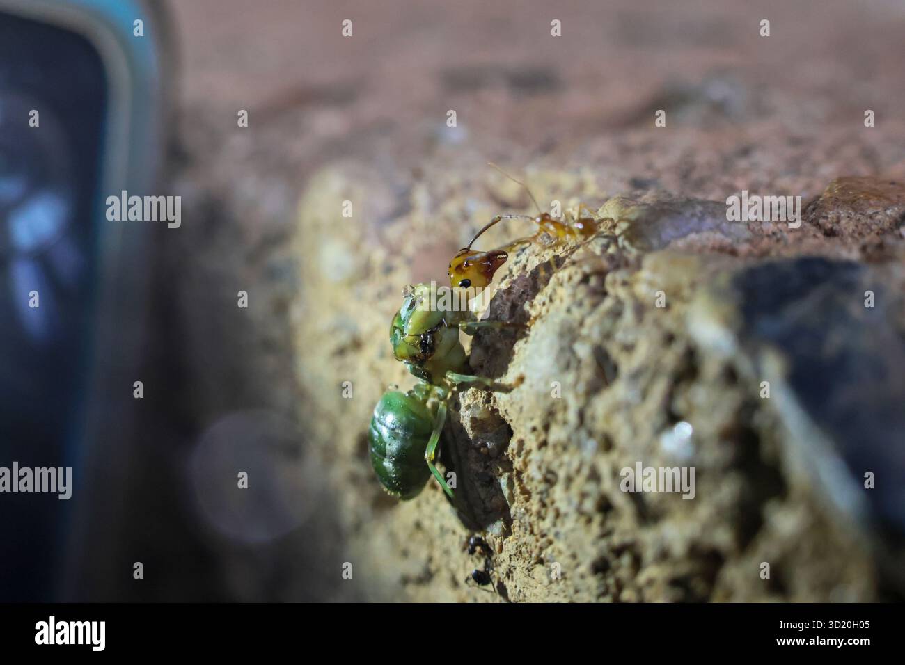 selective Weaver ants, Green ants Oecophylla smaragdina, queen ants on ...