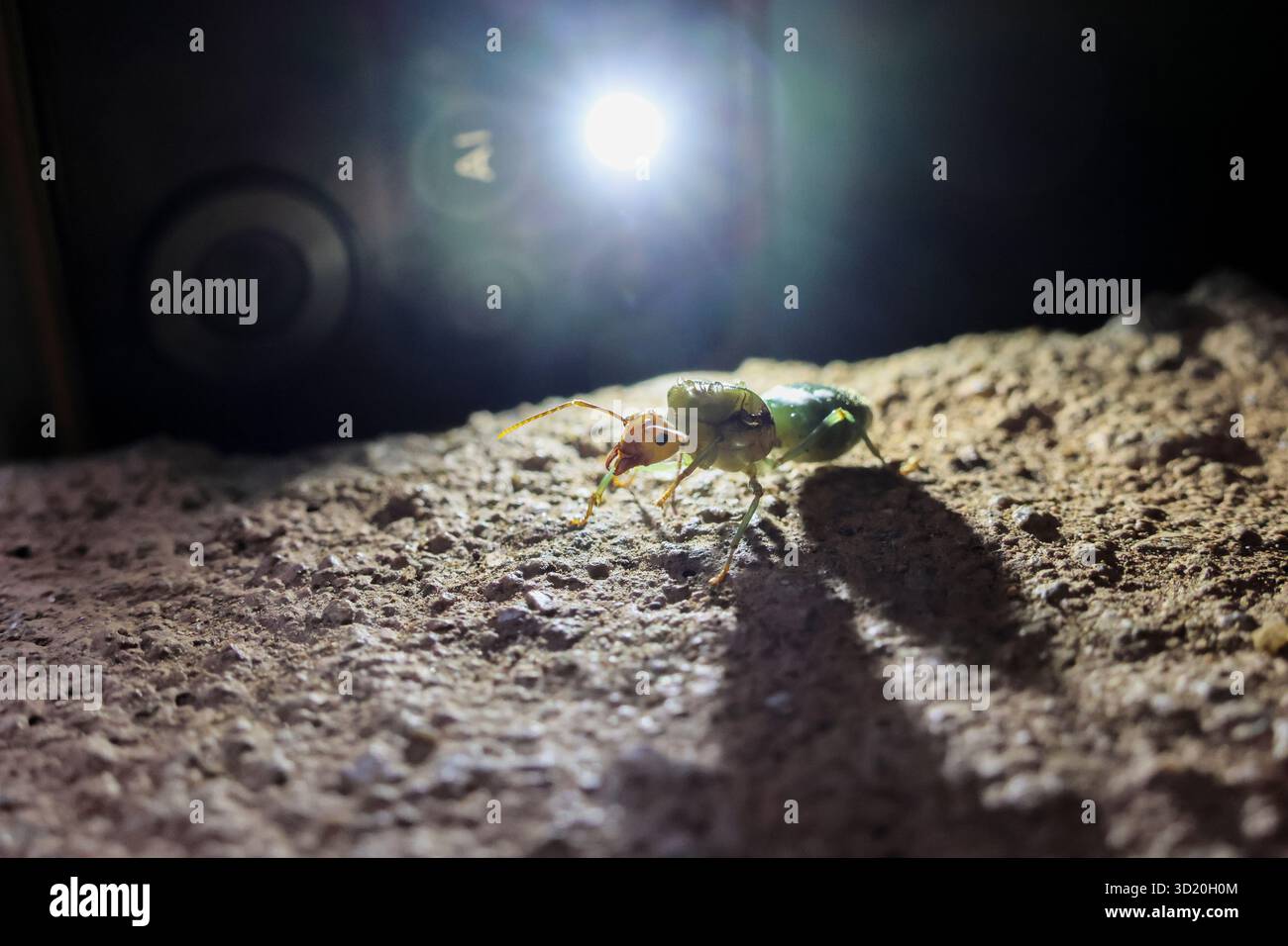 selective Weaver ants, Green ants Oecophylla smaragdina, queen ants on ...