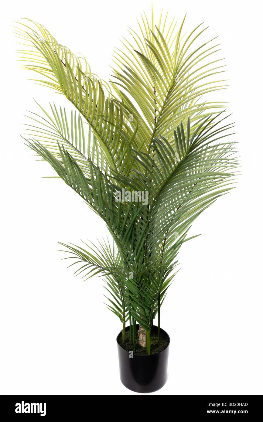 Realistic palm Cut Out Stock Images & Pictures - Alamy