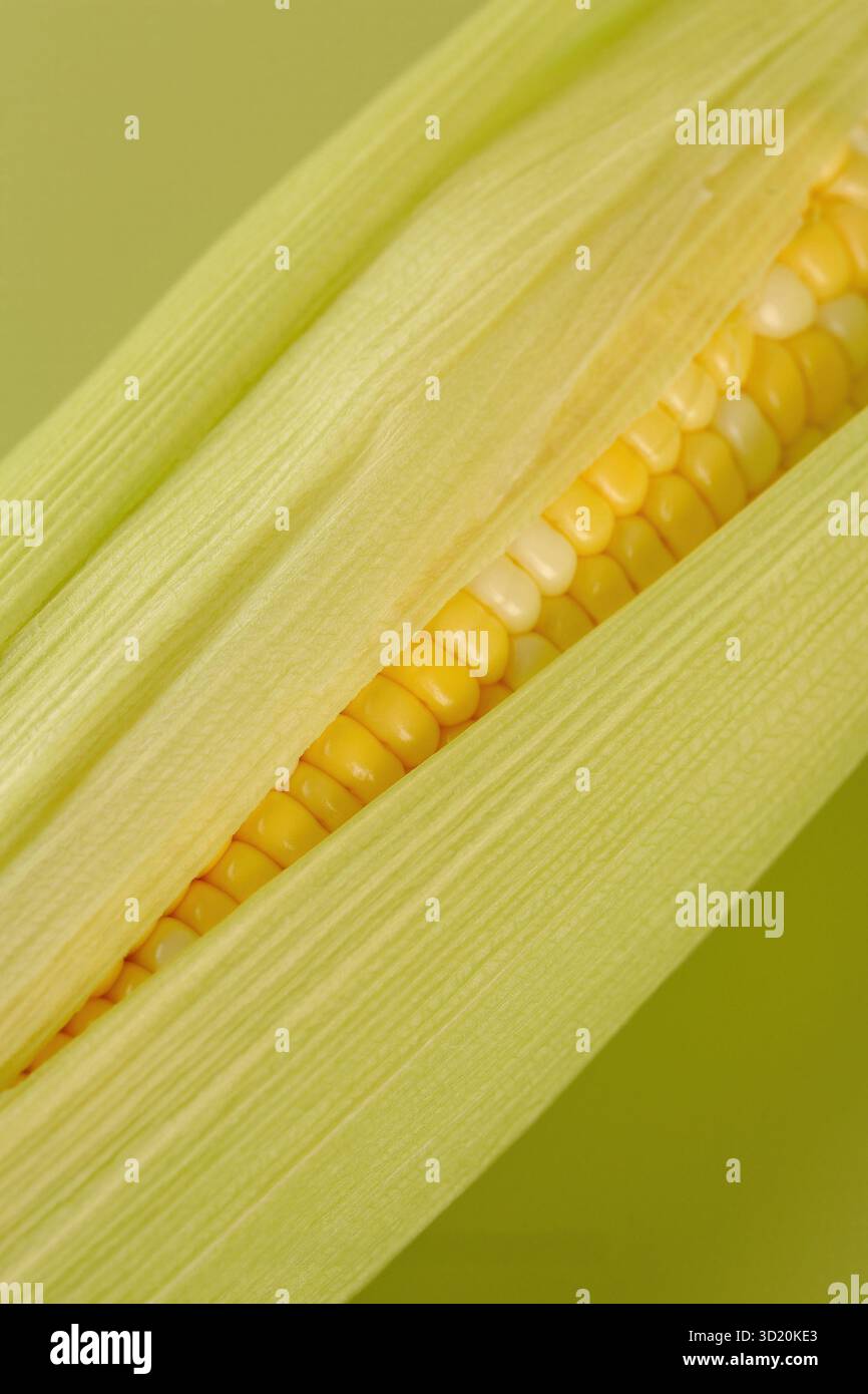 Close Up of Fresh Corn Kernels with Water Droplets on Yellow Green Cob ...