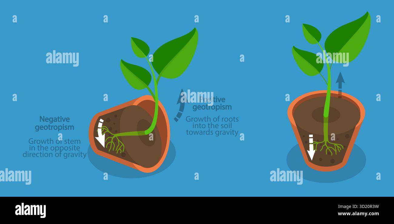 3D Isometric Flat Illustration of Geotropism and Gravitropism In Plants ...