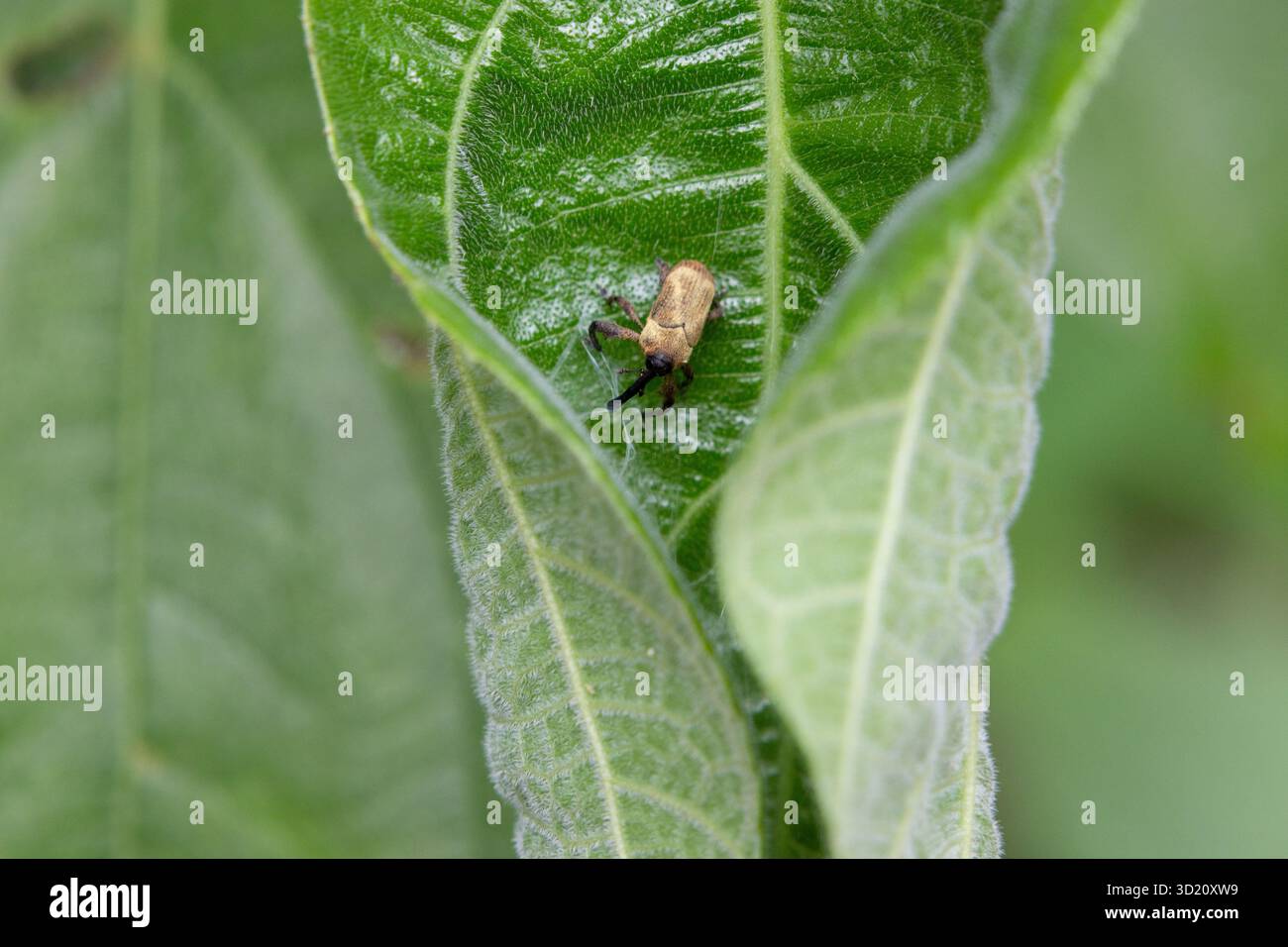 Close-up Weevil on green leaves. Beautiful insect. The stunning beauty ...