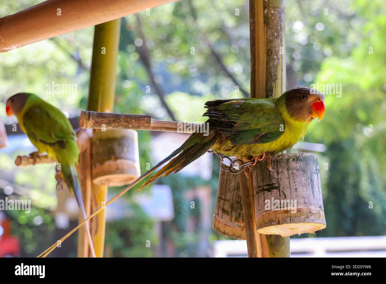 Green wild parrot with pitiful eyes in Thailand He was caught and ...