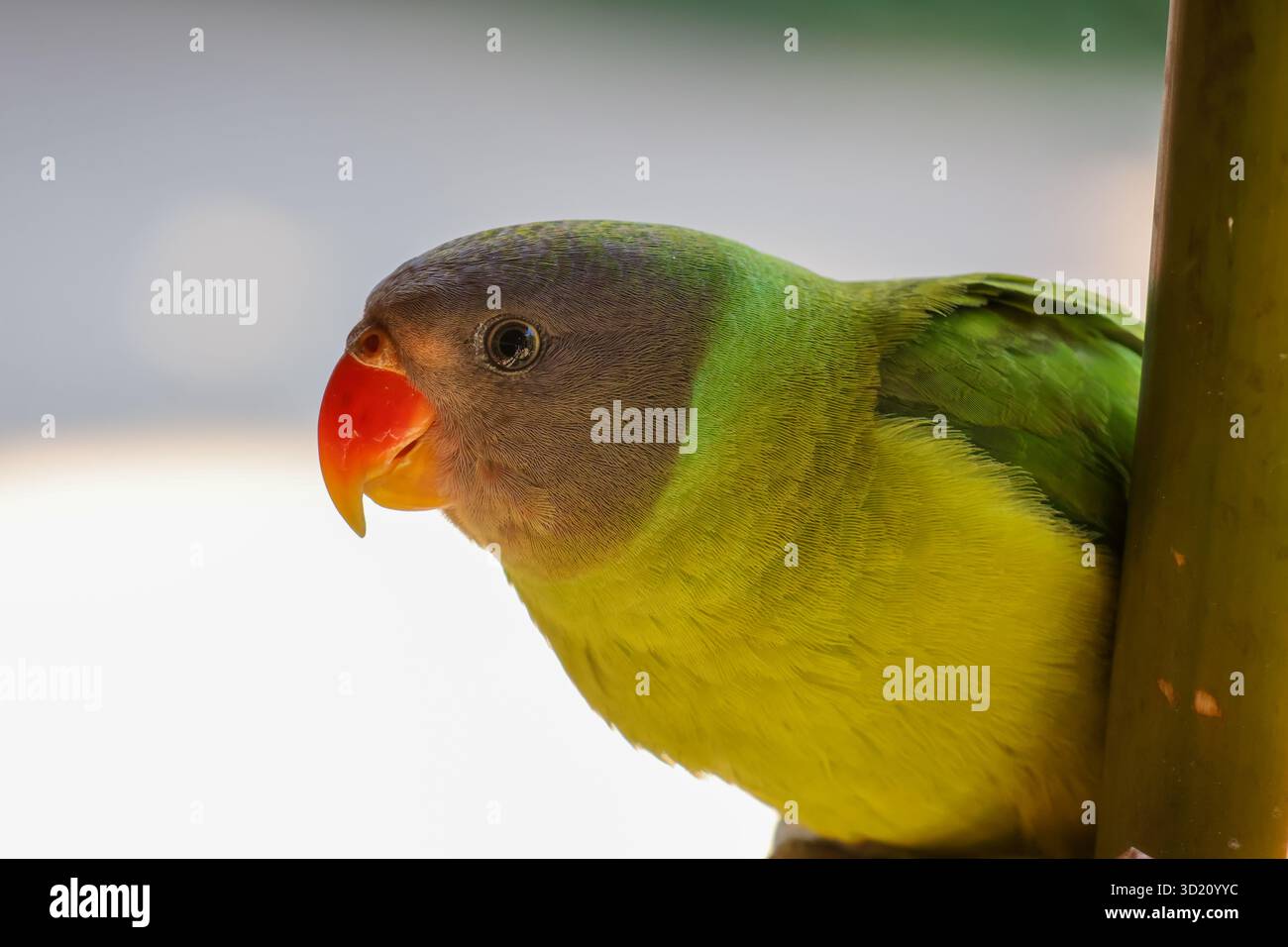 Green wild parrot with pitiful eyes in Thailand He was caught and ...