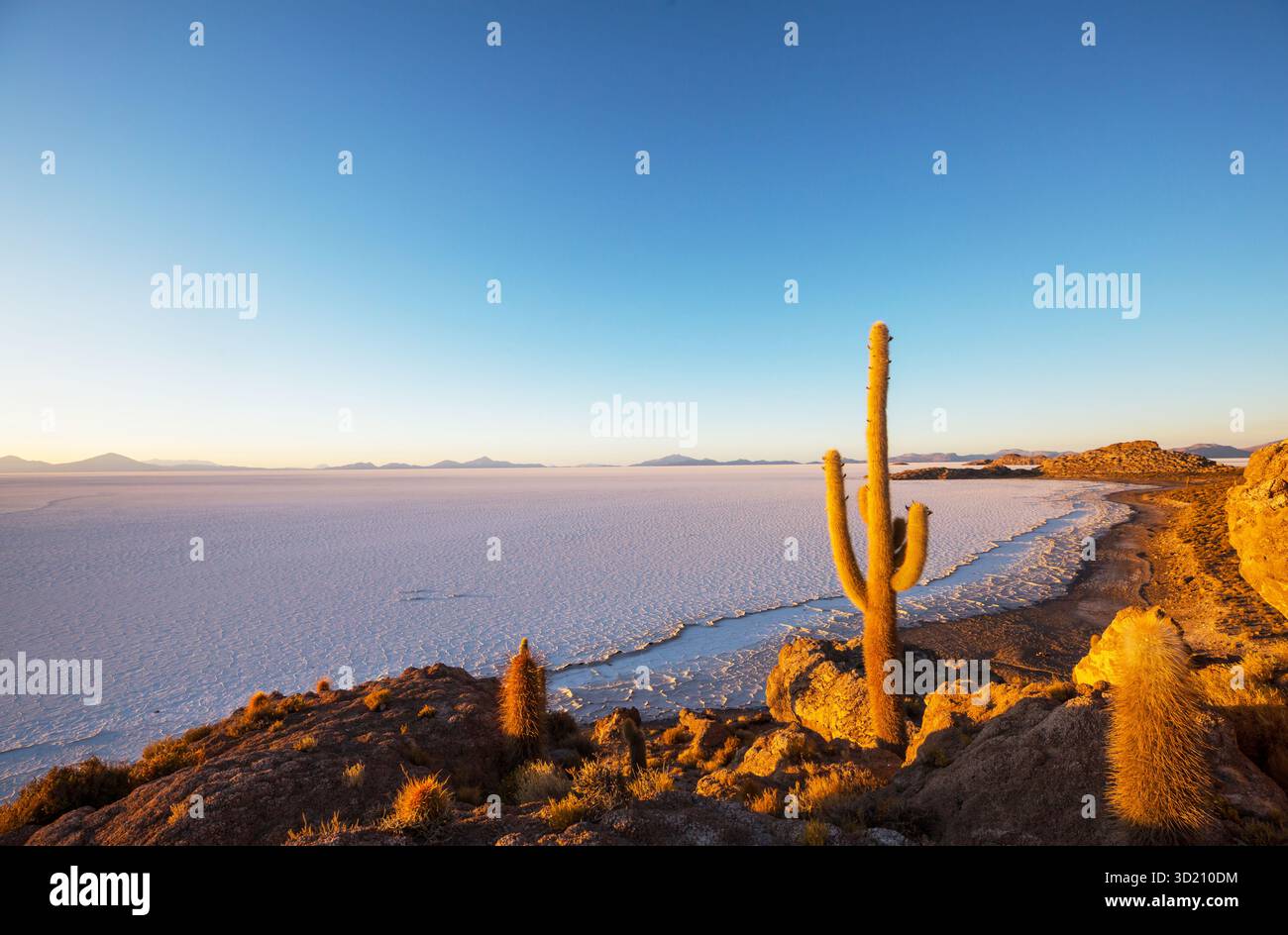 Big cactus on Incahuasi island, salt flat Salar de Uyuni, Altiplano, Bolivia. Unusual natural ...