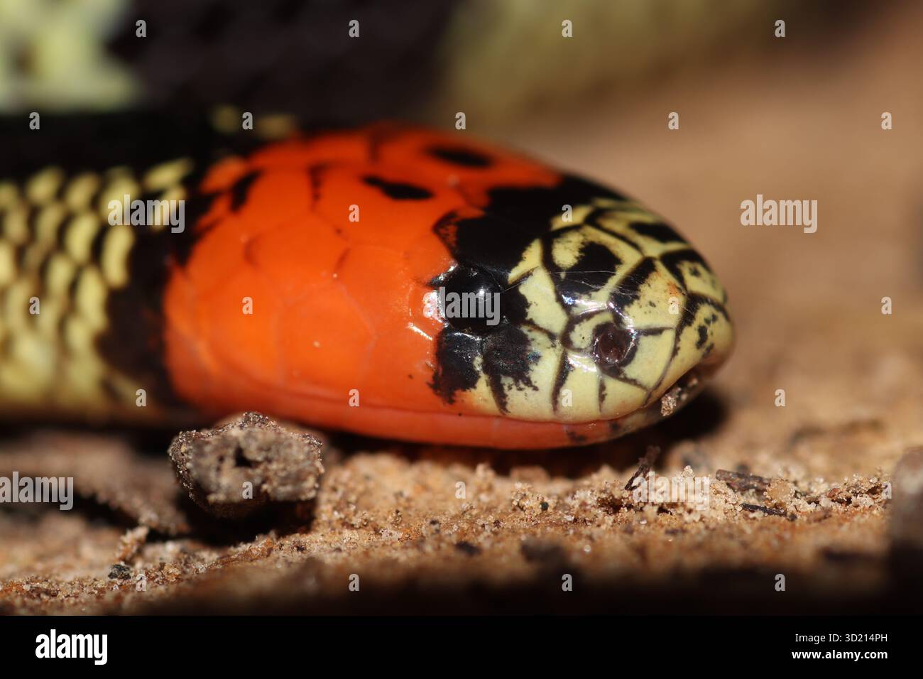 Micrurus obscurus – Black-necked Amazonian Coral Snake head close-up ...