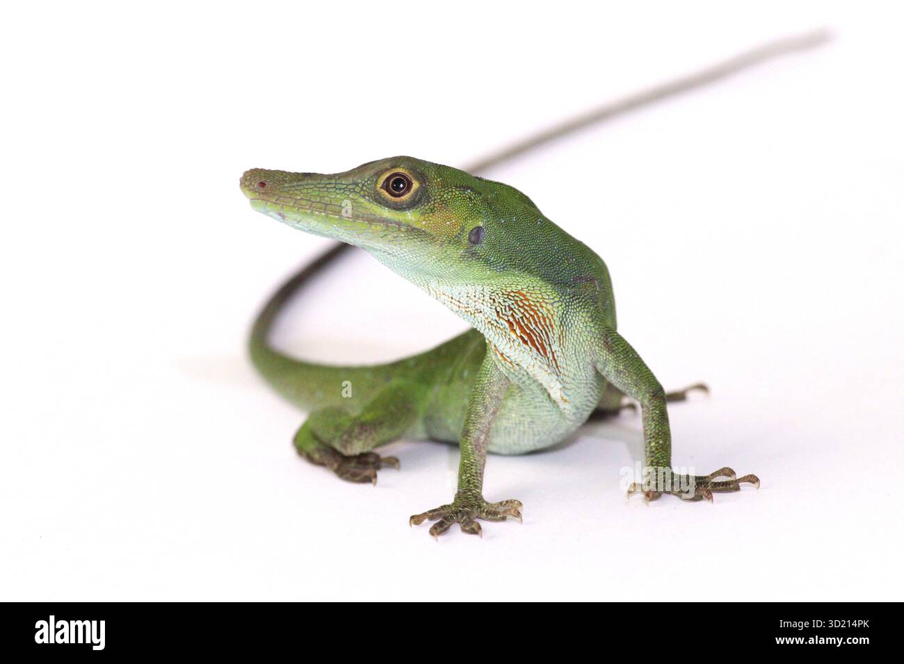 South america amazon green Cut Out Stock Images & Pictures - Alamy