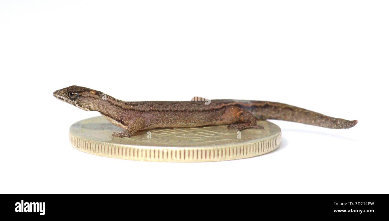 Pseudogonatodes guianensis – Amazon Pygmy Gecko on coin, white ...