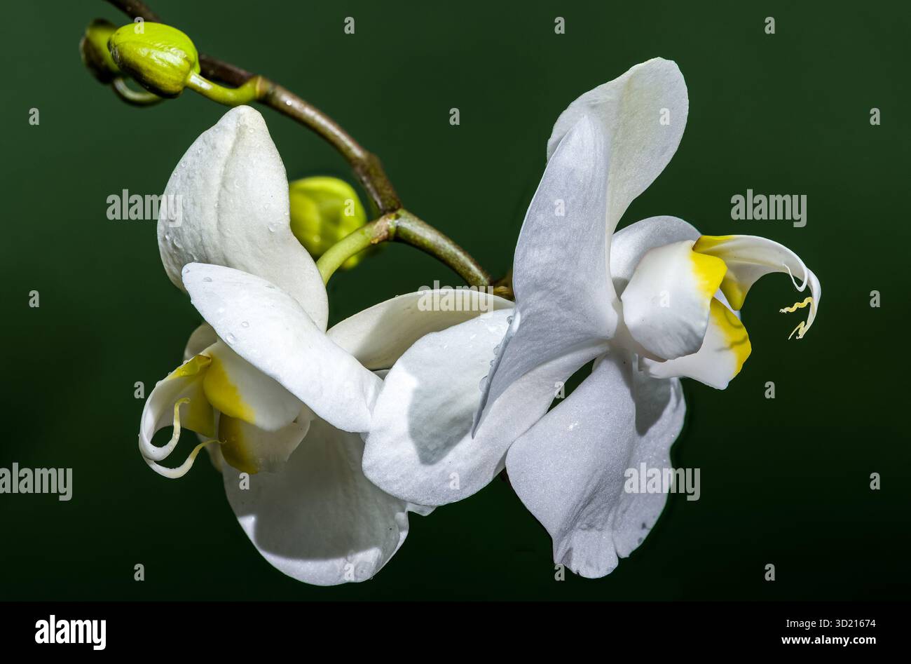 White orchid on deep hi-res stock photography and images - Alamy