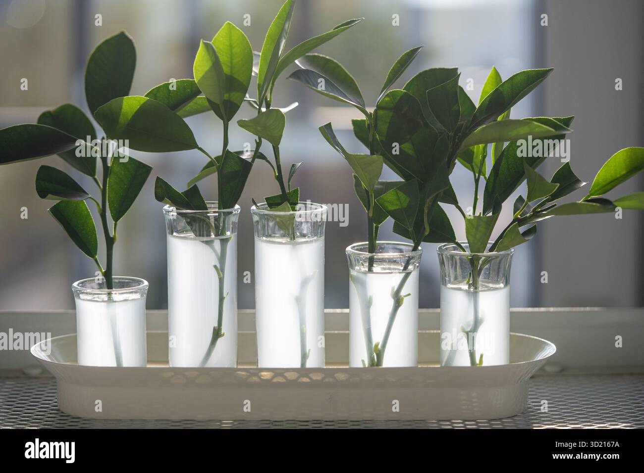 Citrus tree propagation at home using cuttings placed in water with ...