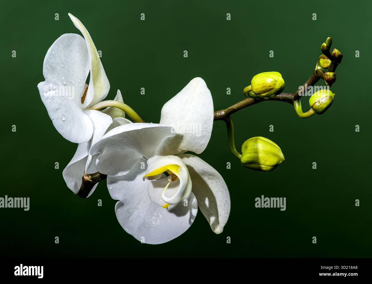 White orchid on deep hi-res stock photography and images - Alamy