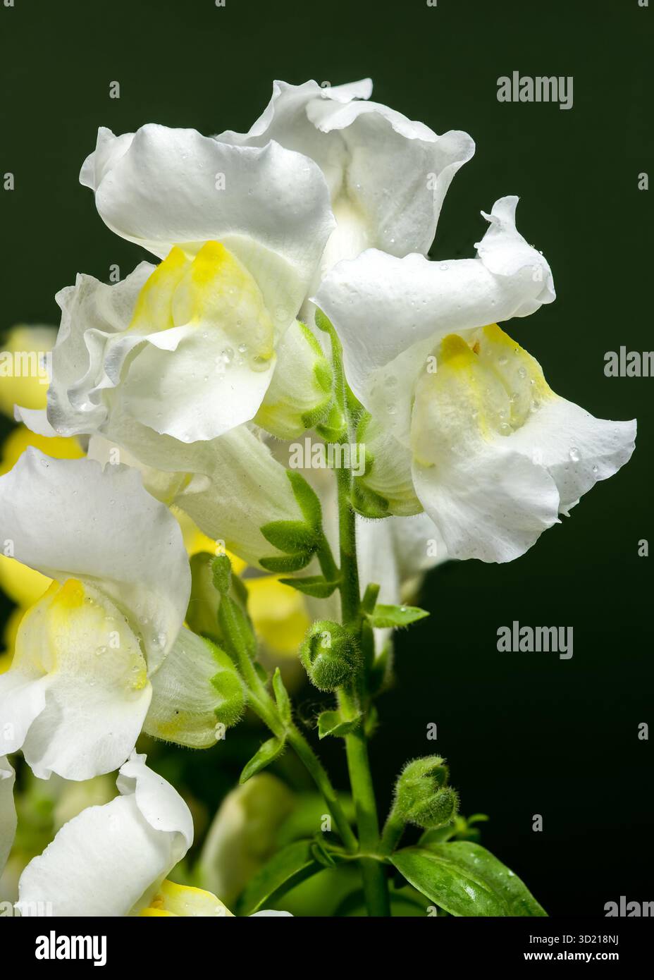 Close-up of a beautiful white snapdragon flower against a vivid green ...