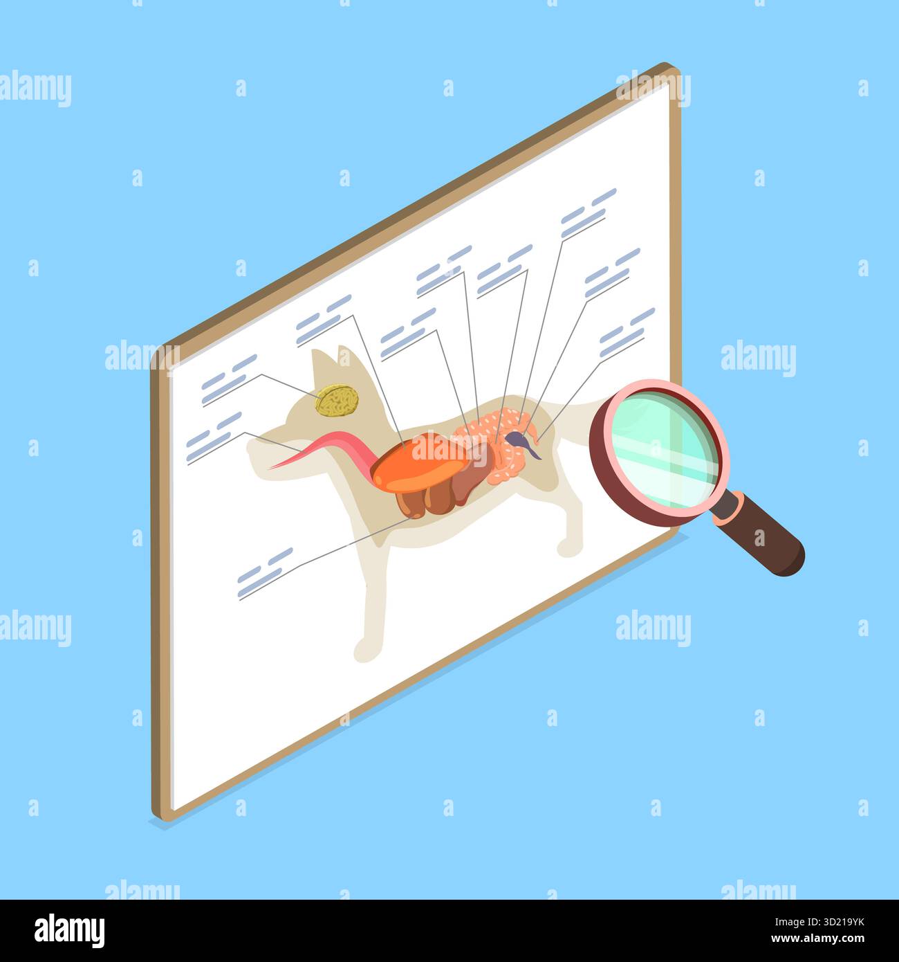 3D Isometric Flat Illustration of Dog Anantomy, Internal Organ ...