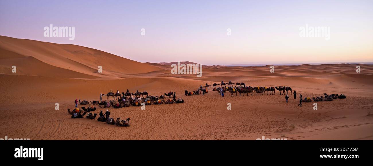 Tourists and berber guides preparing camels for an excursion in Sahara ...