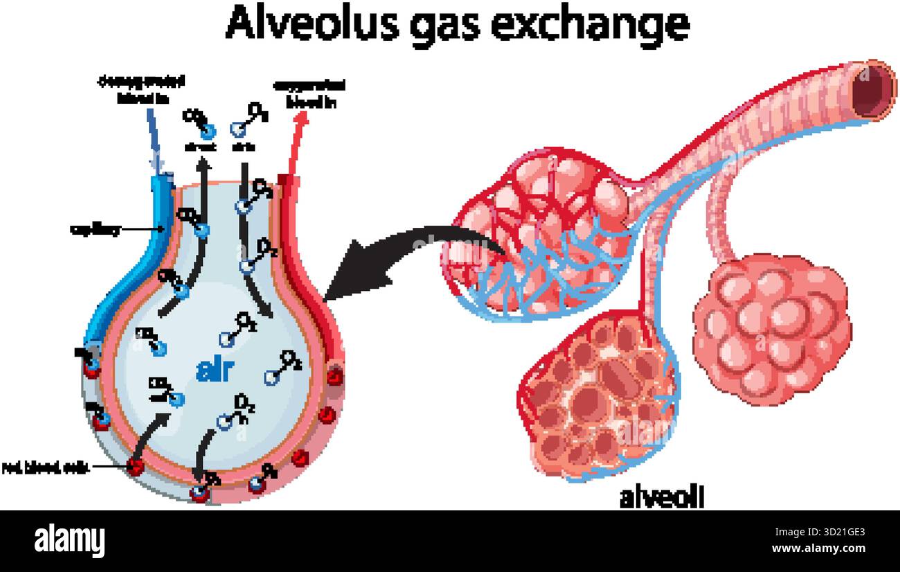 Alveolus gas exchange diagram hi-res stock photography and images - Alamy
