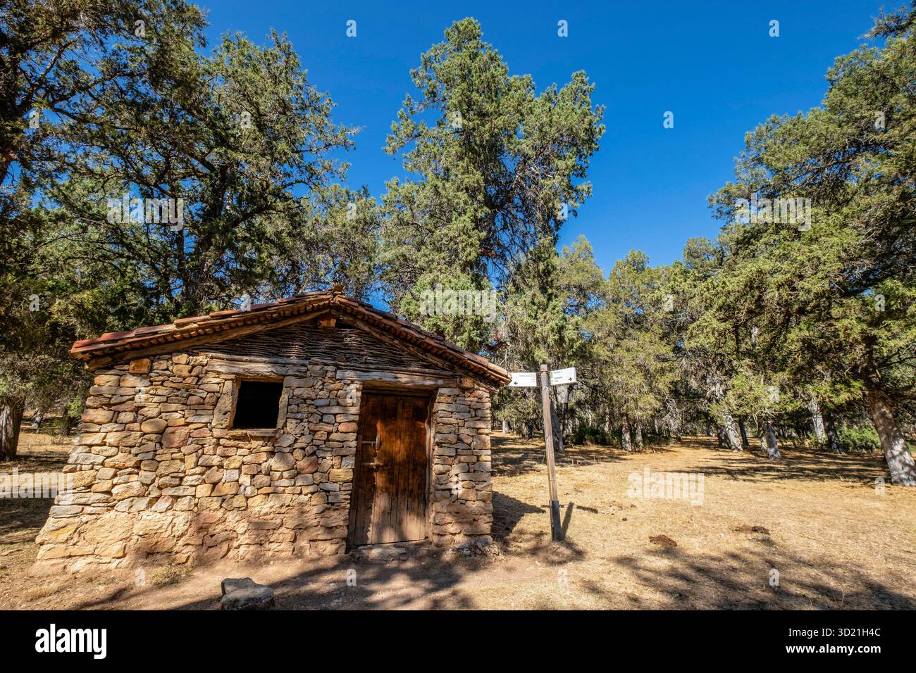 Juniper forest (Juniperus thurifera), listed monumental tree ...