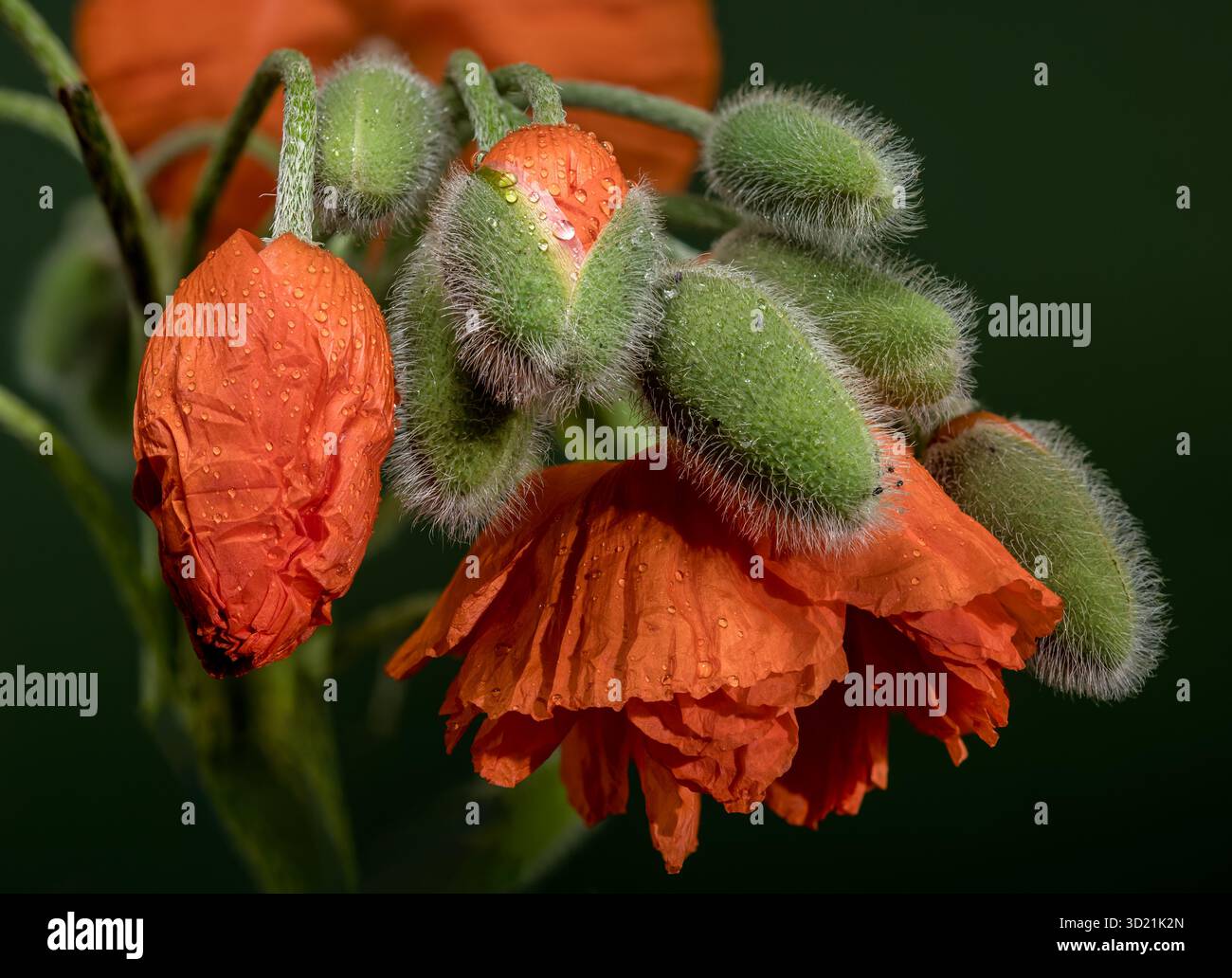 Fuzzy petal texture hi-res stock photography and images - Alamy