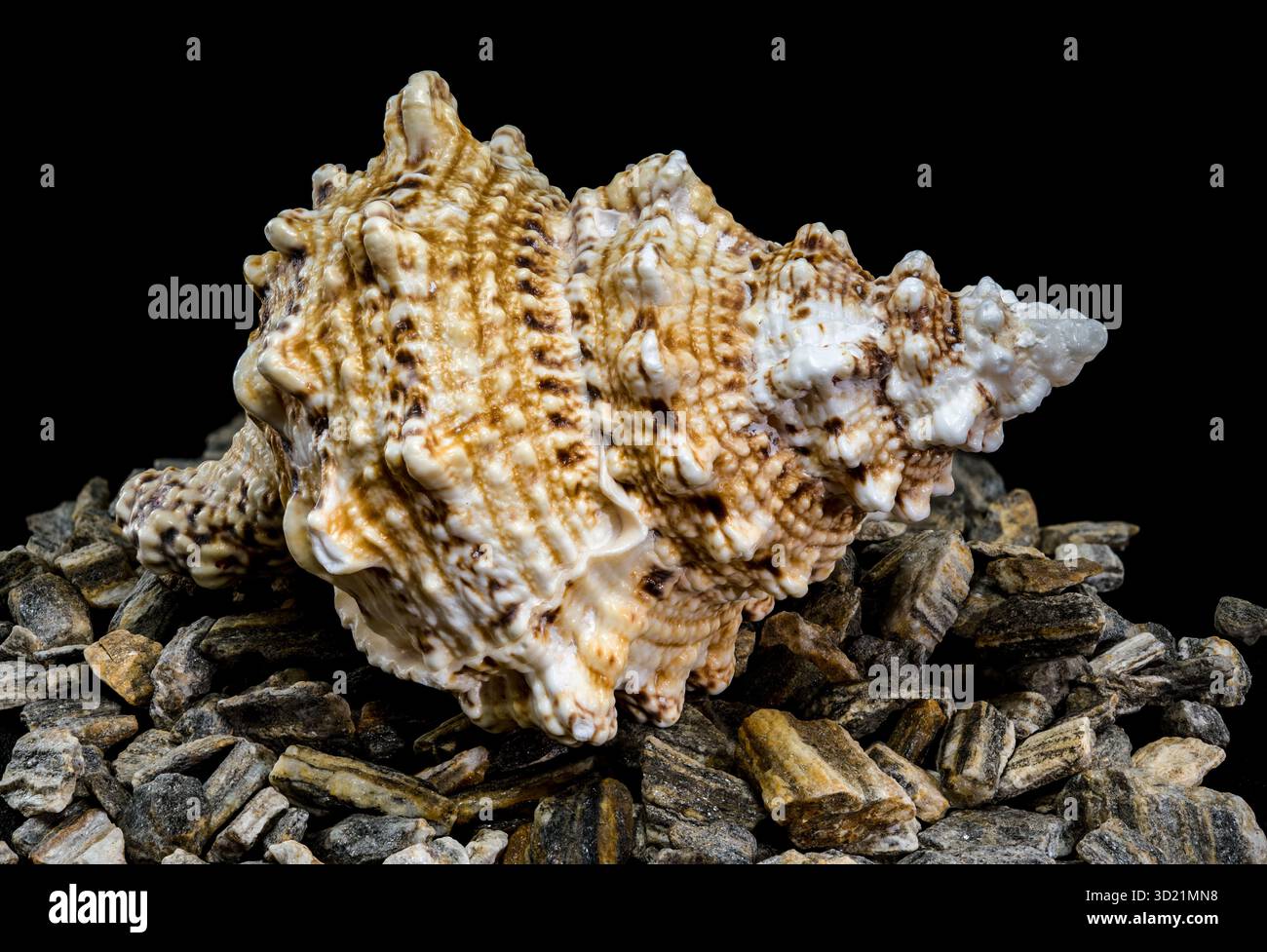 Triton muschel hi-res stock photography and images - Alamy