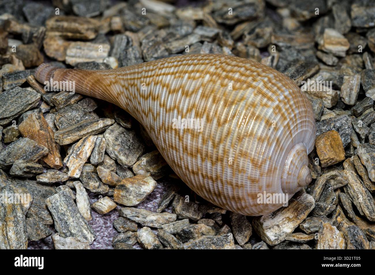 Exquisite Ficus gracilis shell, captured with sharp detail, showcasing ...