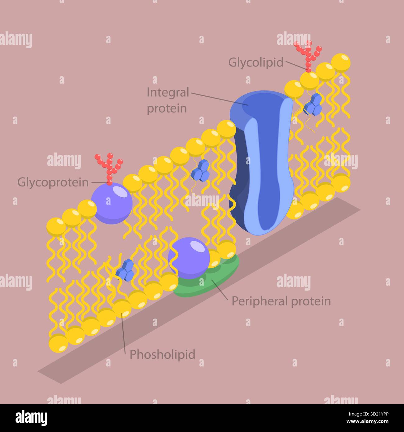 3D Isometric Flat Illustration of Structure of Plasma Membrane ...
