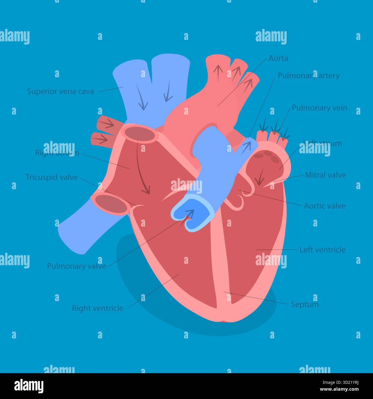 3D Isometric Flat Illustration of Heart Anatomy, Cardiology Specialist ...