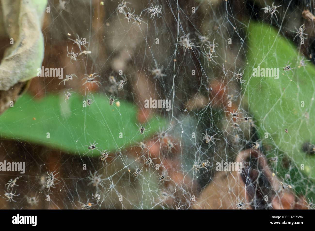 selective focus spiders, lots of small spiders, spider web texture ...