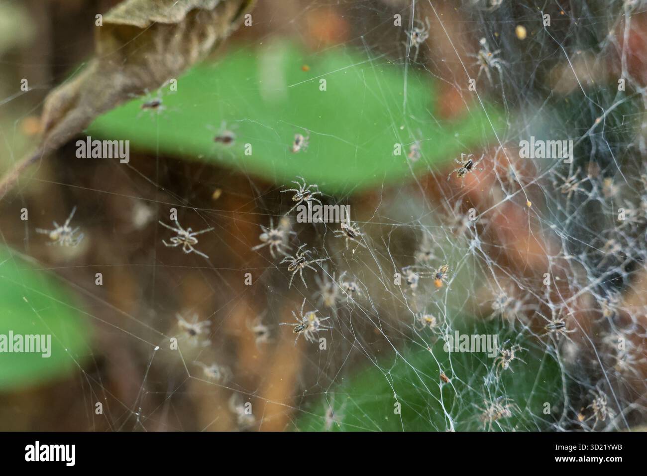 selective focus spiders, lots of small spiders, spider web texture ...