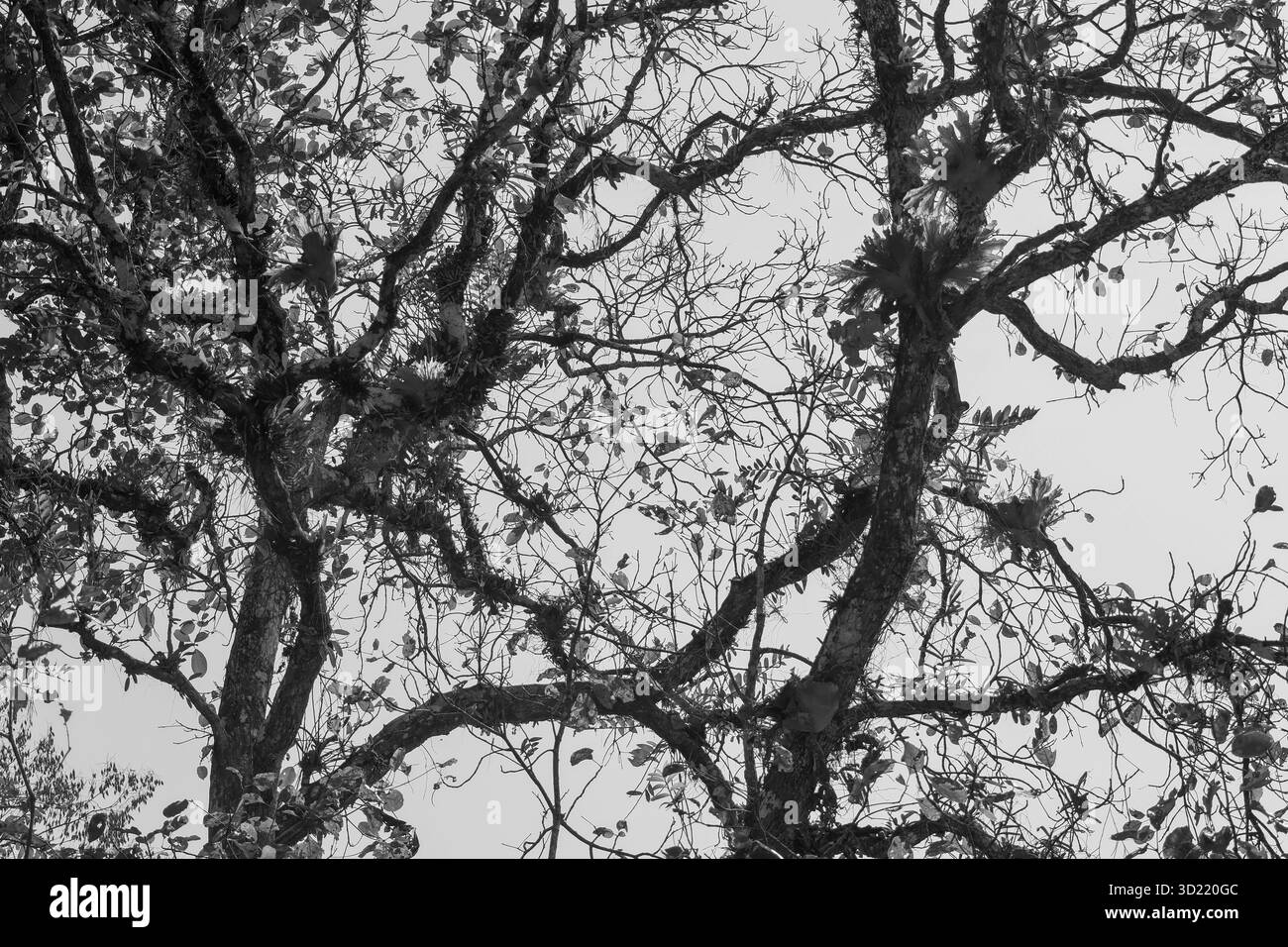 Leaf branch in asian Black and White Stock Photos & Images - Alamy