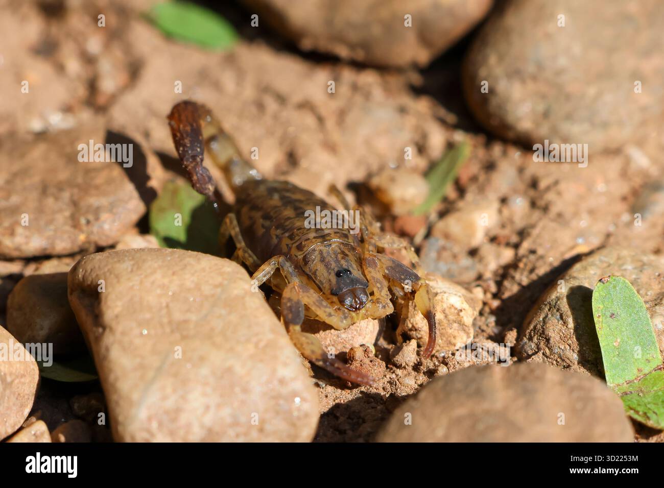 Close-up of Hottentotta tamulus, a small scorpion in Thailand. Small ...