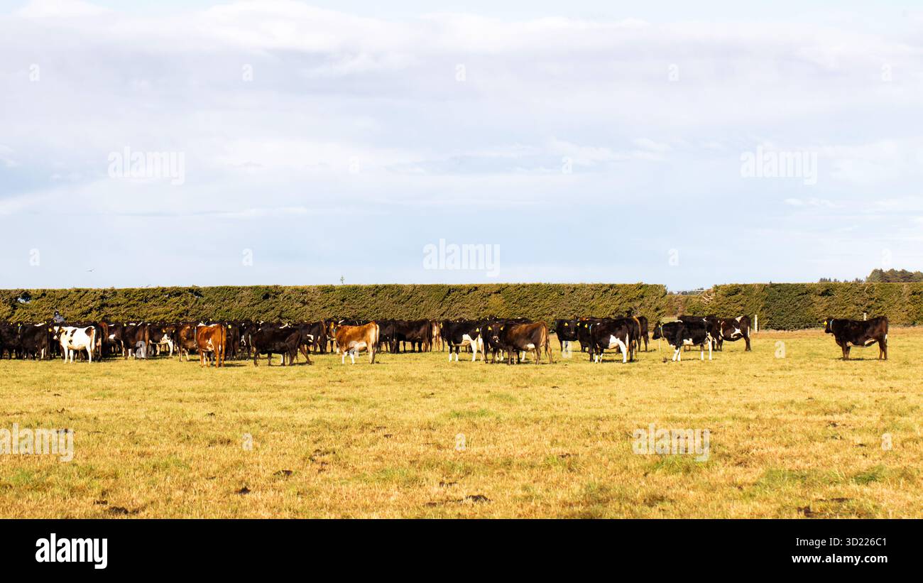 Large herd of milk cows grazes on ranch grassland under cloudy sky ...