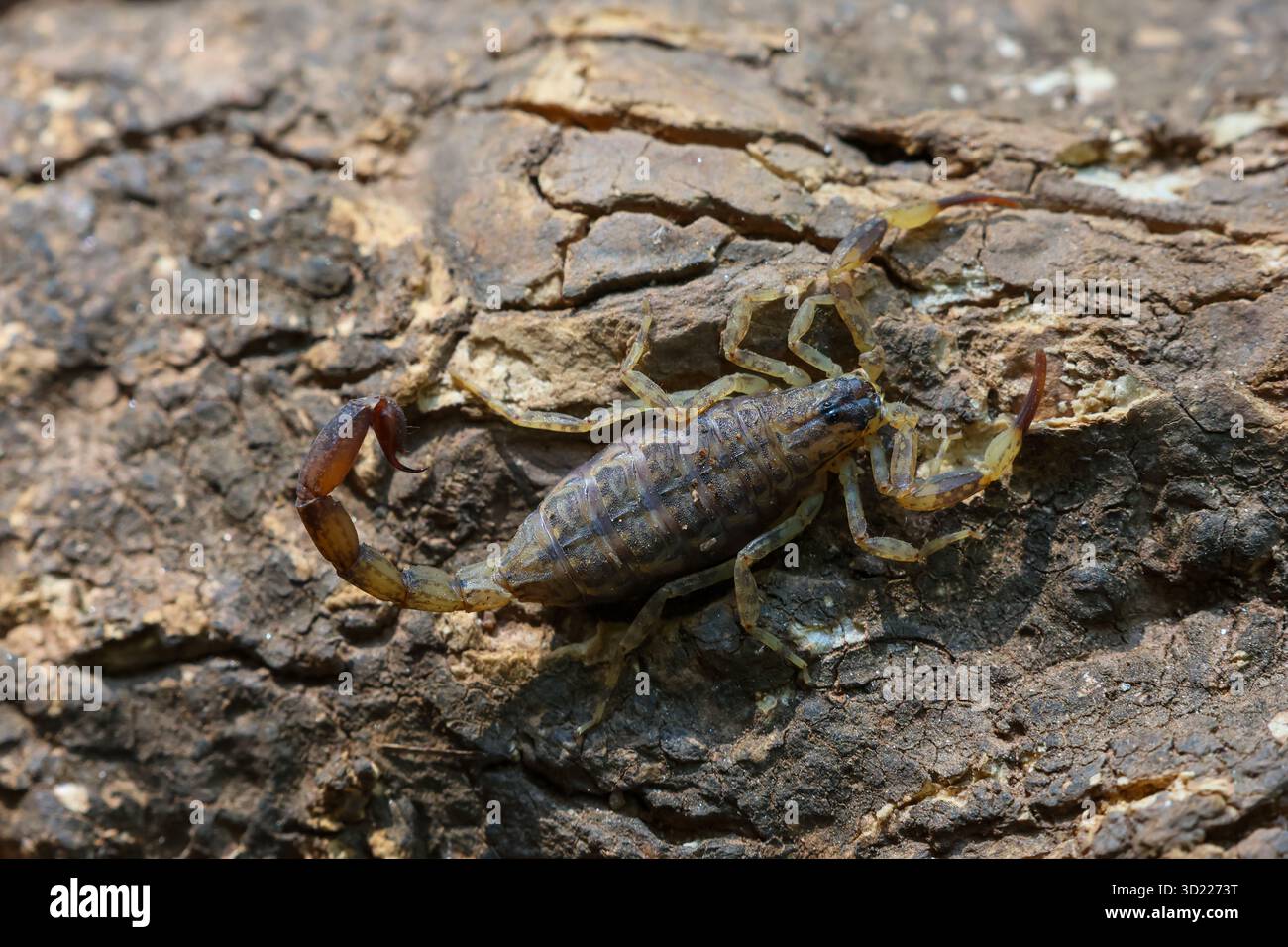 Close-up of Hottentotta tamulus, a small scorpion in Thailand. Small ...