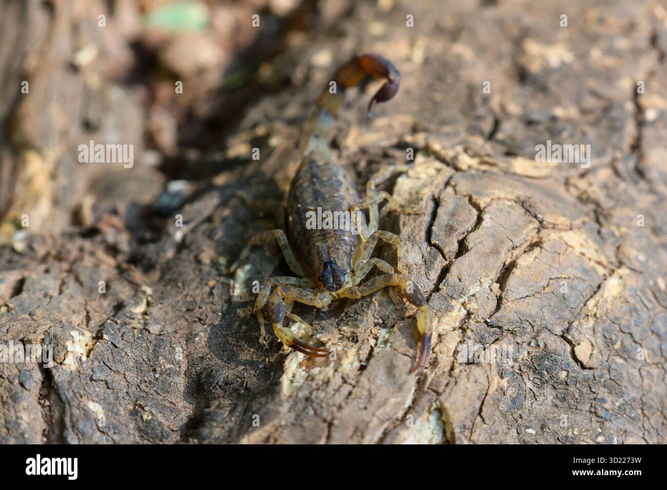 Close-up of Hottentotta tamulus, a small scorpion in Thailand. Small ...