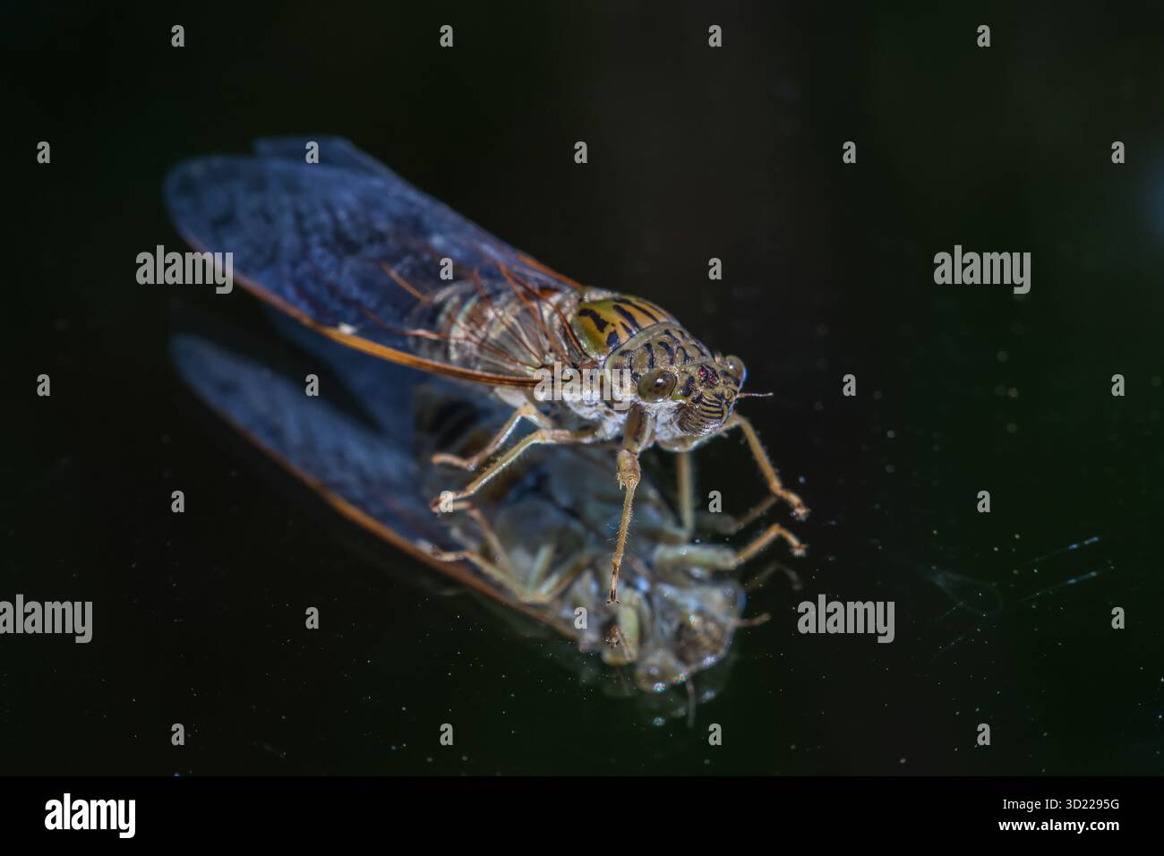 Close-up amazing cicada on glass There is a reflection of cicadas that ...