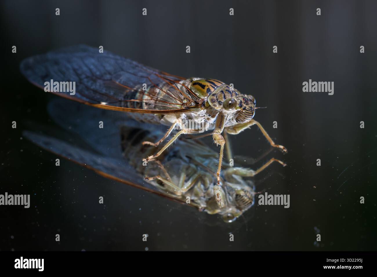 Close-up amazing cicada on glass There is a reflection of cicadas that ...