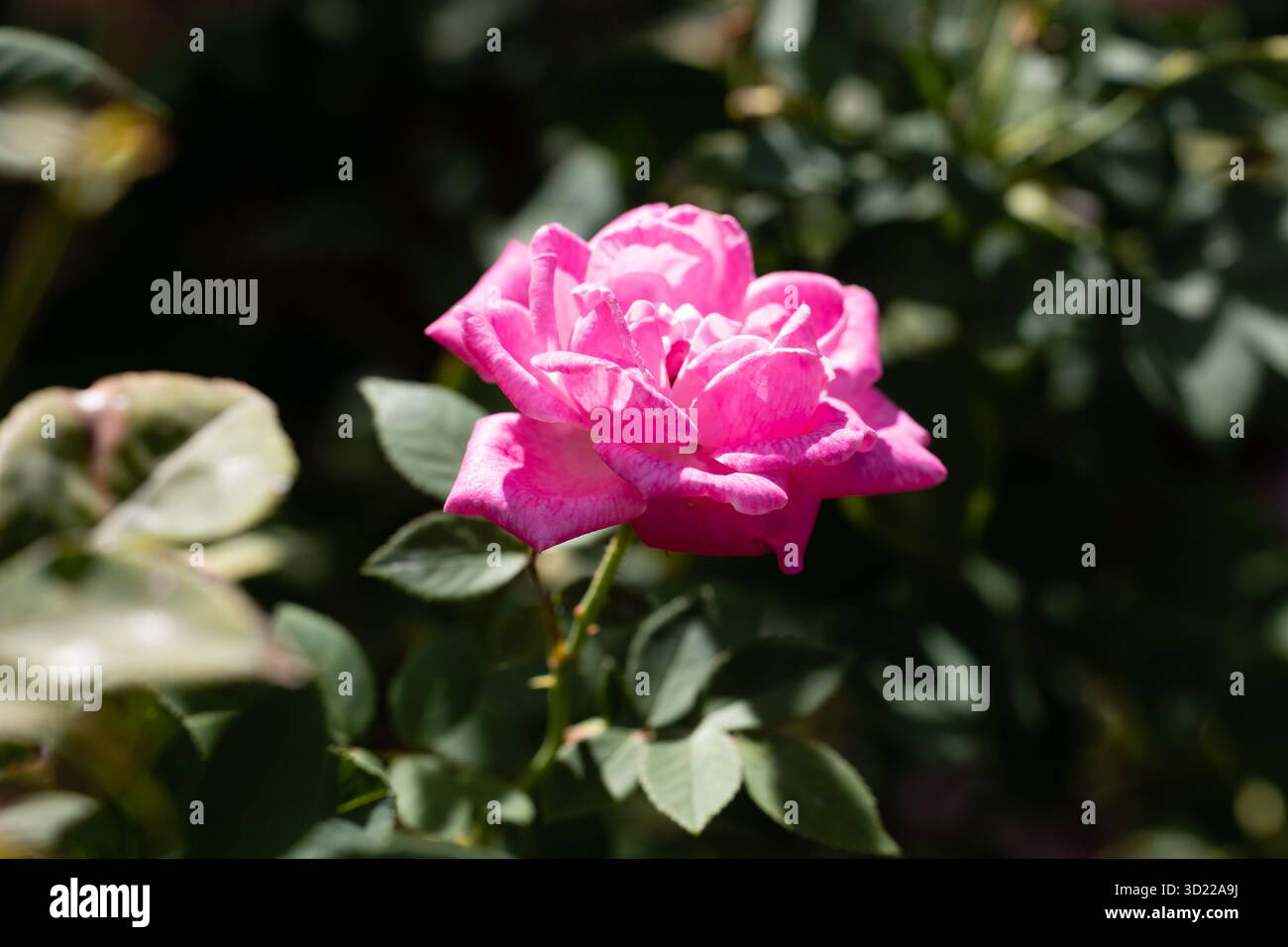 beautiful rose cultivated in a garden Stock Photo - Alamy