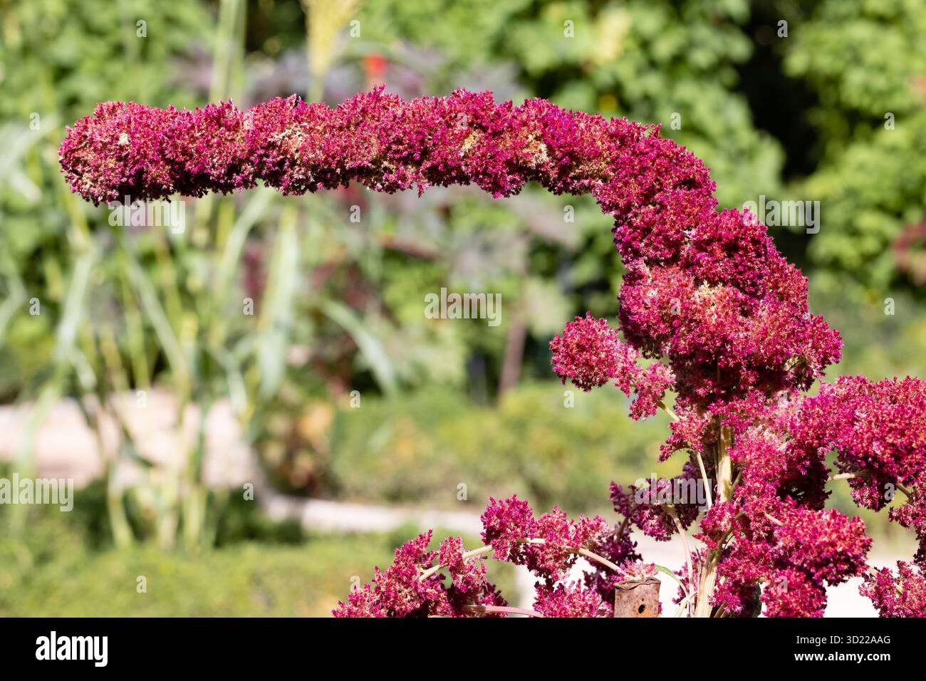 poisonous red Ricinus castor oil plant with red ripe spiked fruit Stock ...