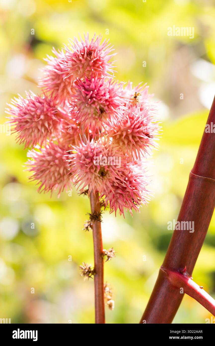 poisonous red Ricinus castor oil plant with red ripe spiked fruit Stock ...