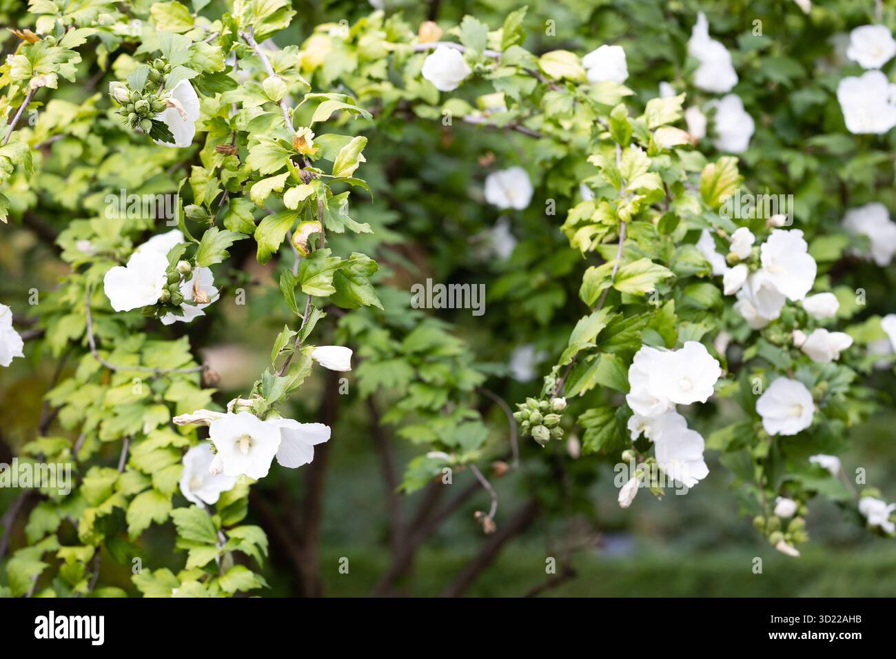 Blooming white flower in the park. Hibiscus syriacus albus Stock Photo ...