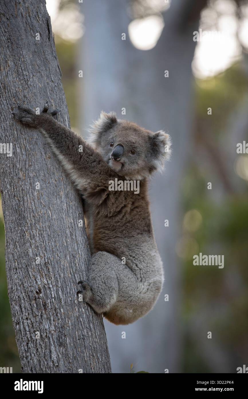 Australian koala outdoors in eucalyptus hi-res stock photography and ...