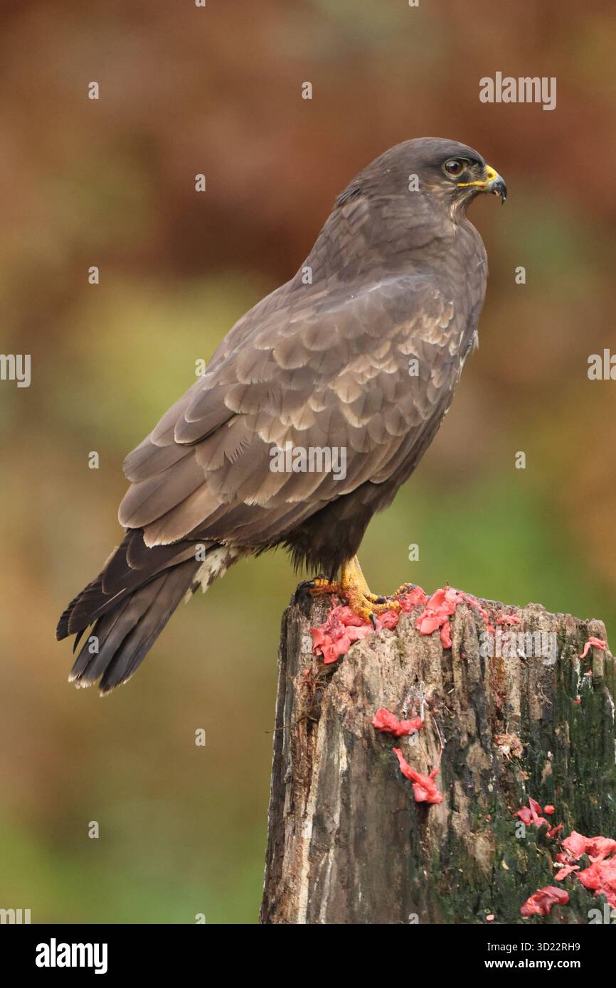 Buzzards are birds of the countryside hi-res stock photography and ...