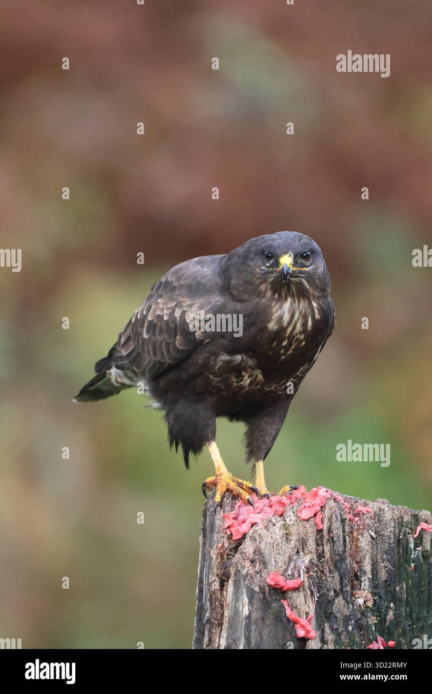 Buzzard at the edge of the forest hi-res stock photography and images ...