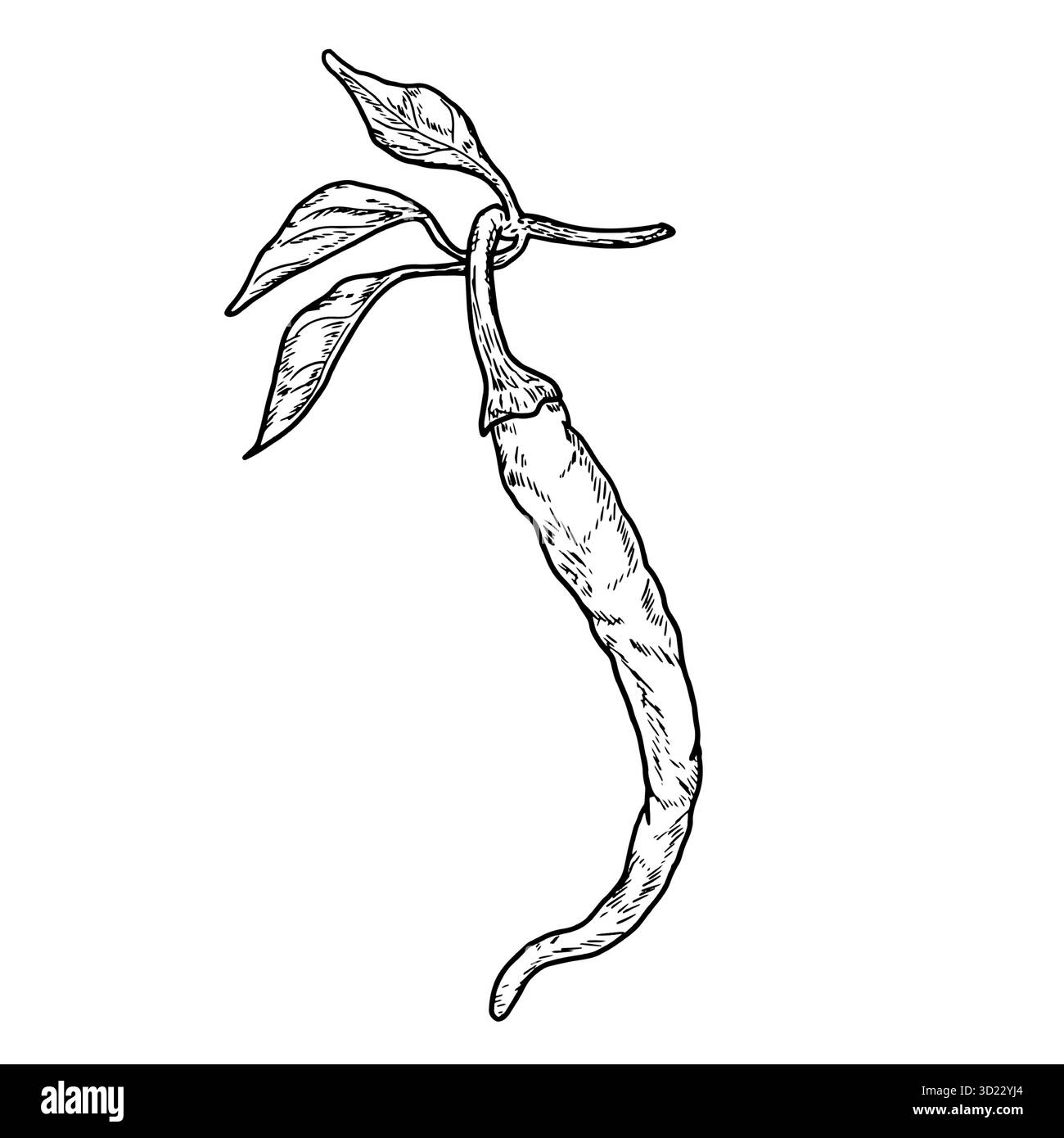 Hot pepper, chili on a sprig with leaves, black and white sketch ...