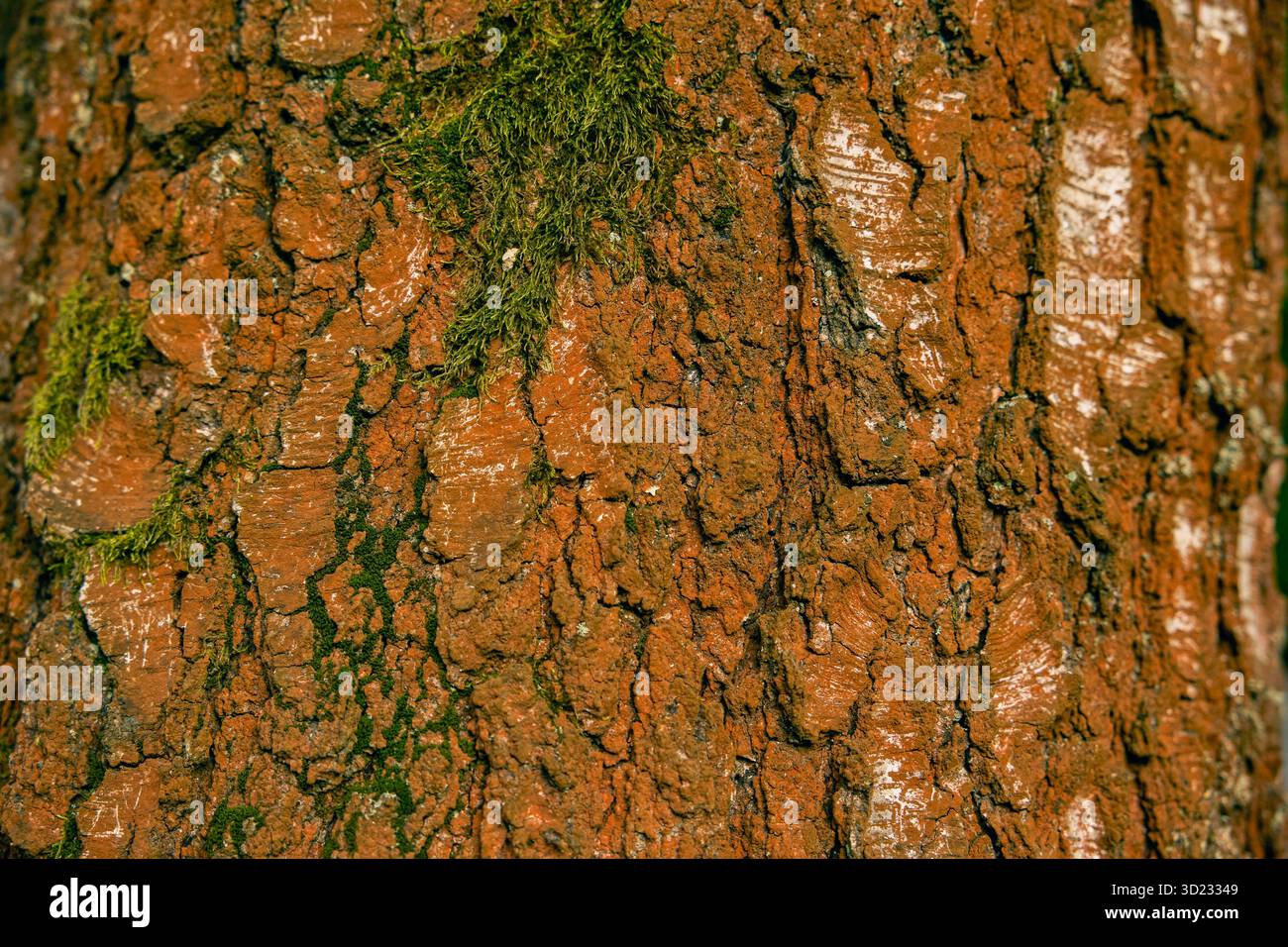 Old tree bark illuminated hi-res stock photography and images - Alamy