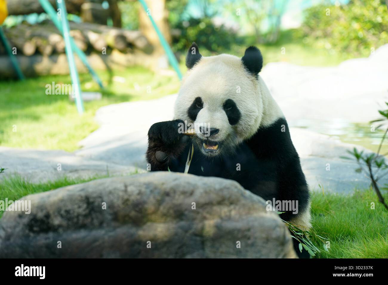 Giant pandas at Wenzhou Zoo attract visitors, Wenzhou City, east China ...