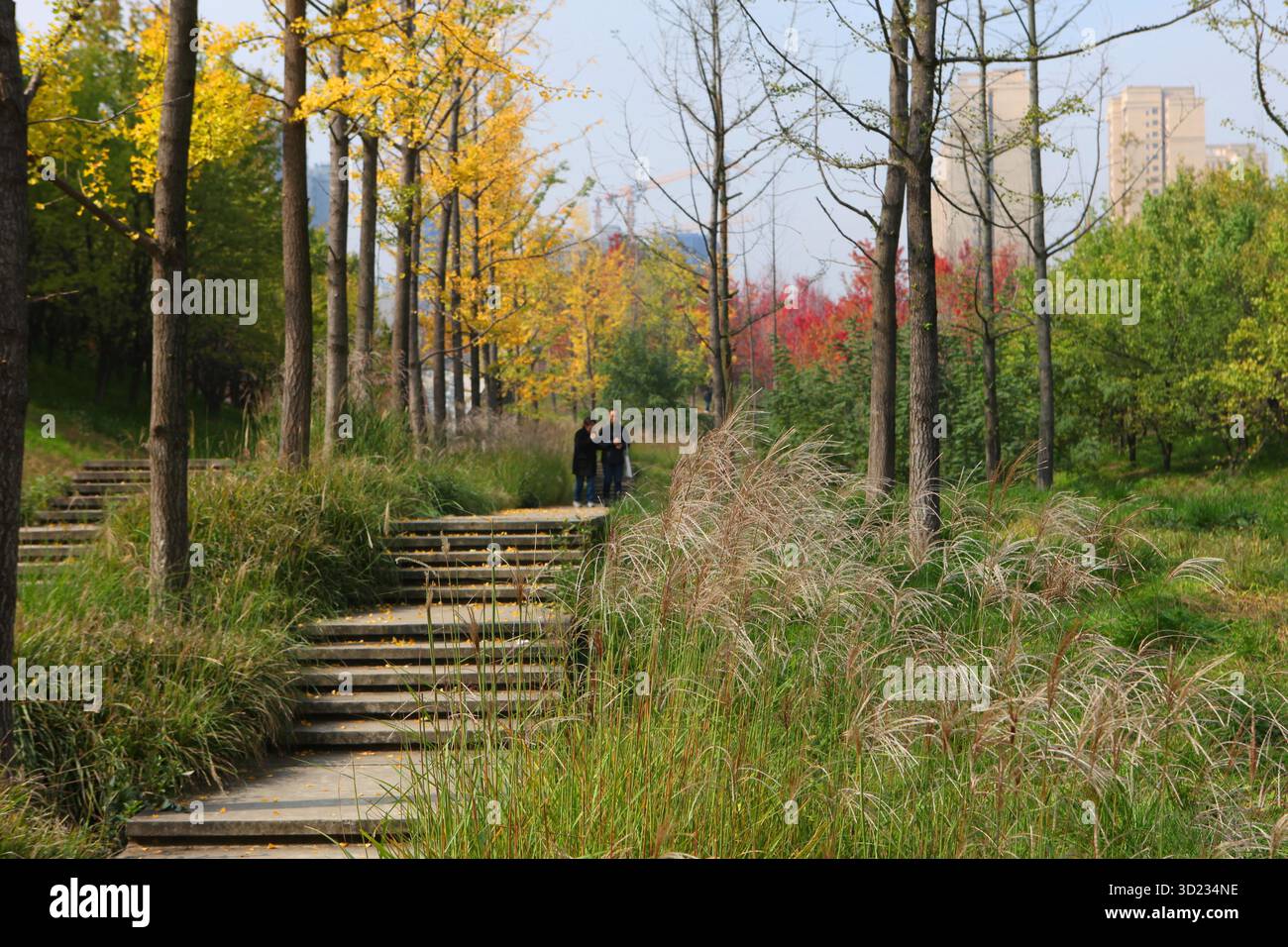 Red maple trees attract people at a park in Xi'an City, northwest China ...