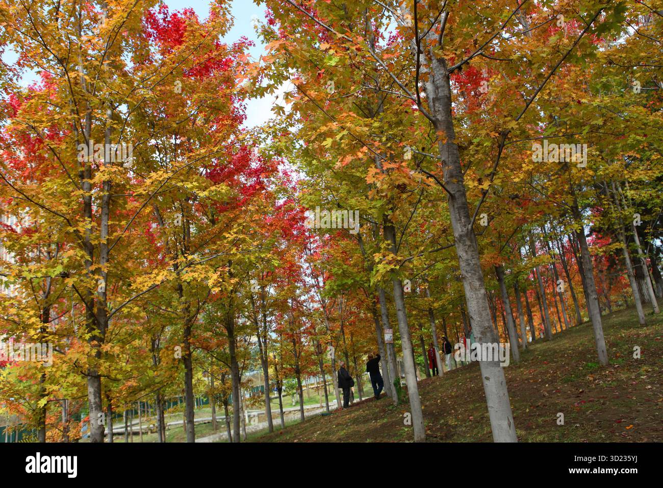 Red maple trees attract people at a park in Xi'an City, northwest China ...